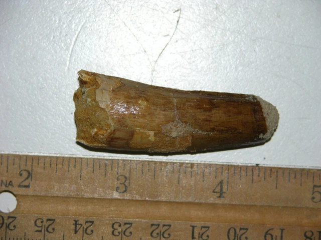 DINOSAUR FOSSIL TOOTH Spinosaurus Cretaceous Era bigger 2 inch long B88 ...