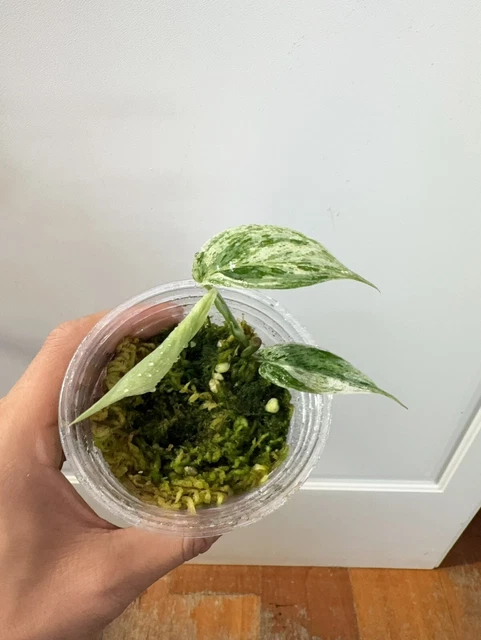SCINDAPSUS BLUE ALBO mint Variegated( No Monstera Philodendron ) $100. ...