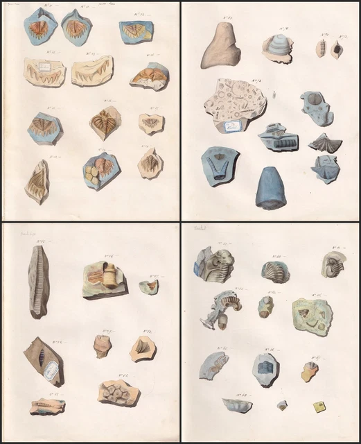 ISTANBUL ABDULLAH BEY Collezione Fossil Drawings Manuscript Turkey ...