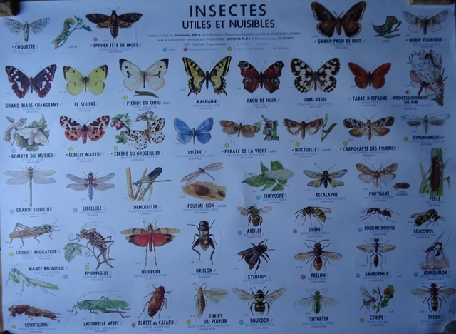 TABLEAU SCOLAIRE &LES Insectes" Avec Livret Edit M.d.i. EUR 40,00 ...