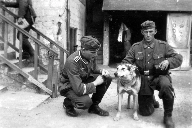 WWII B&W PHOTO German Soldiers with Dog WW2 World War Two Wehrmacht ...