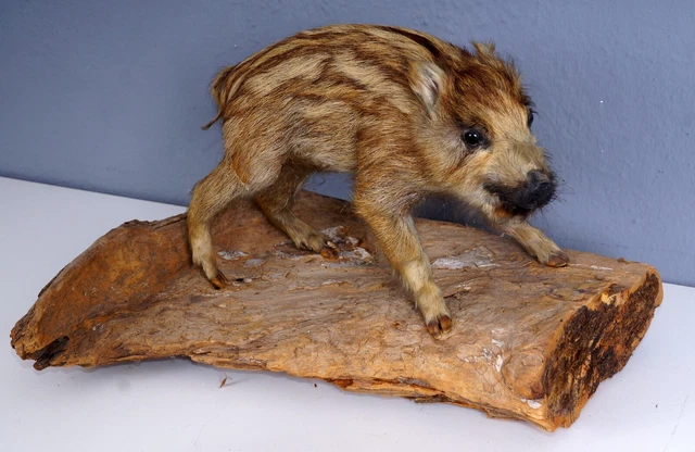 SCHÖNER FRISCHLING MIT Bescheinigung Wild boar cub Taxidermy EUR 129,99 ...