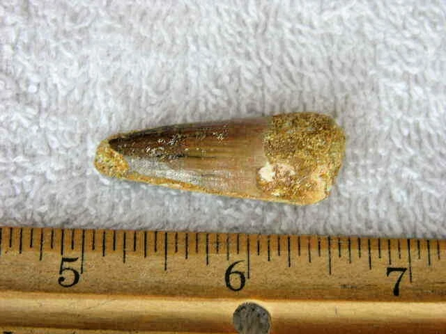 DINOSAUR FOSSIL TOOTH Spinosaurus Cretaceous Era bigger 1.5-2 inch long ...