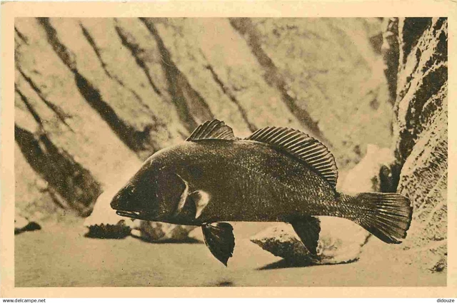 ANIMAUX - POISSONS - Musée Océanographique de Monaco - Serie C - 204 ...