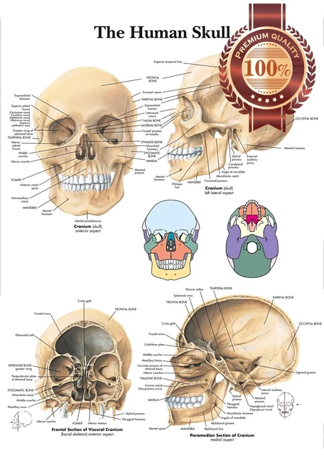 ANATOMICAL DIAGRAM HUMAN Eye Anatomy Optometrist Chart Print Premium ...