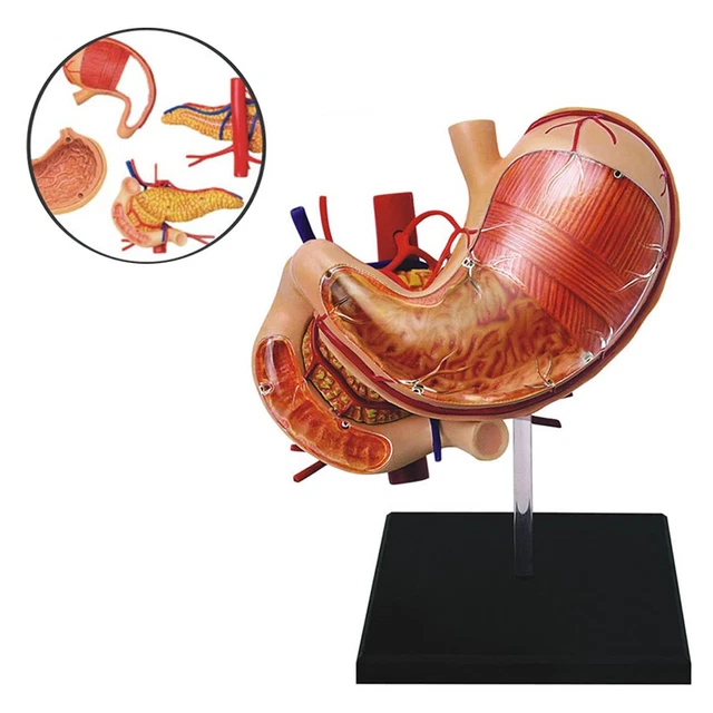 STOMACH ANATOMY ASSEMBLING Model Anatomical Model Early Childhood ...