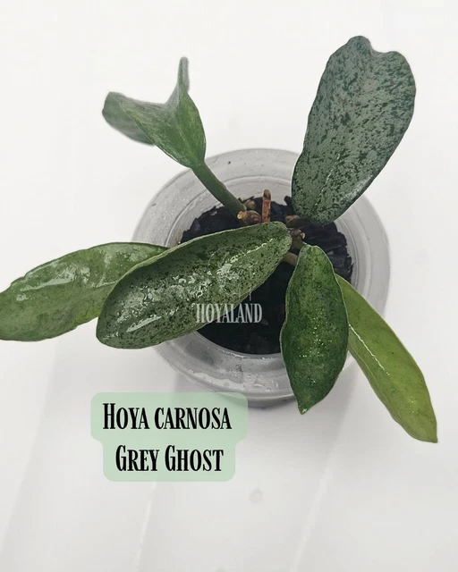 SILVER HOYA CARNOSA Grey Ghost J4 exotic RARE TROPICAL HOUSEPLANT $75. ...