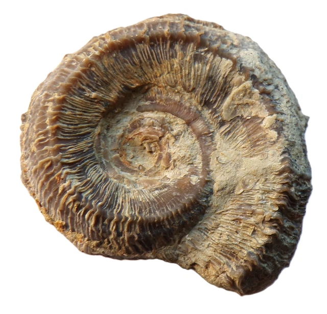BRITISH SILURIAN FOSSIL GASTROPOD Polumita discors WENLOCK LIMESTONE ...
