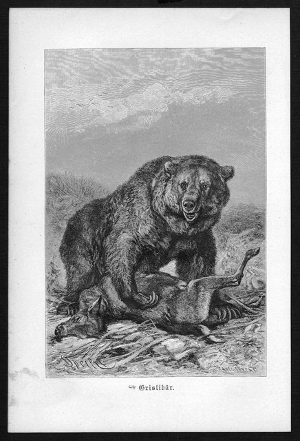 1890 - ORSO Grizzly Orso Orsi Orso Nord America Originale Incisione su ...