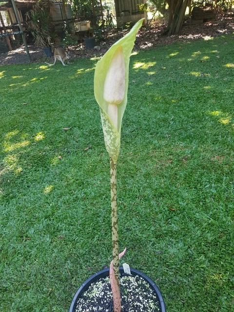 AMORPHOPHALLUS AMYGDALOIDES. VOODOO Lily. 8cm tuber. Flowering size ...