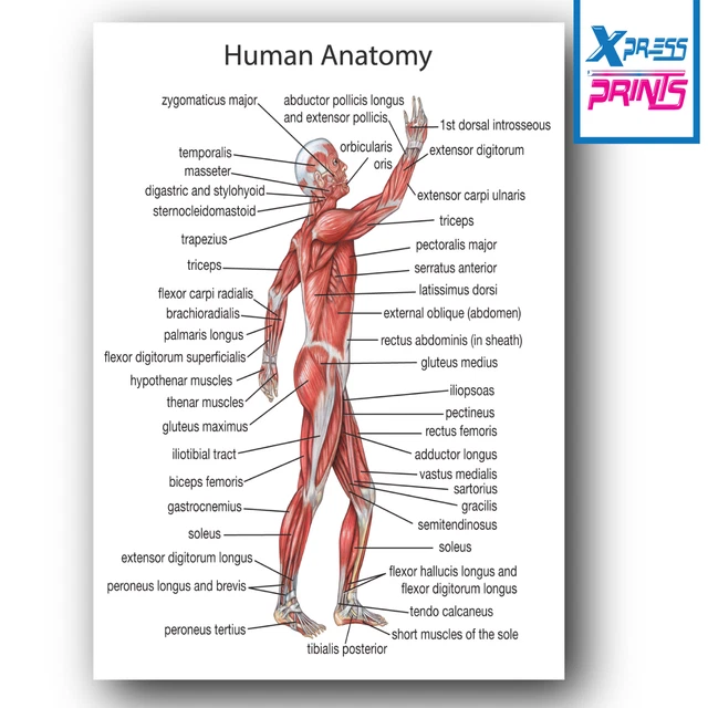VINTAGE PAINTING OF the Human Muscles Poster. Anatomy. Professionally ...