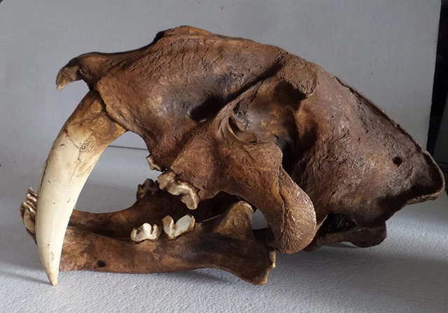 REPRODUCTION FOSSILE CRANE tigre dent sabre Smilodon sabertooth tiger ...