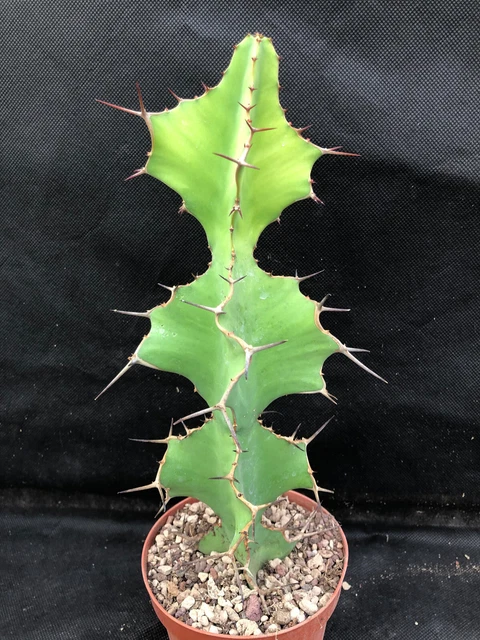 EUPHORBIA GRANDICORNIS NURSERY The Garden Of Maya Cactus Fat Plants ...