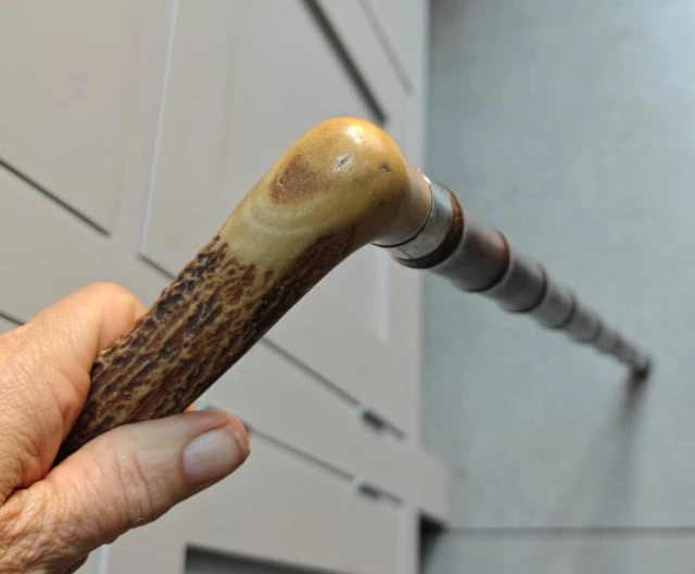 ANTIQUE EDWARDIAN ANTLER horn cane sections silver collar walking stick ...