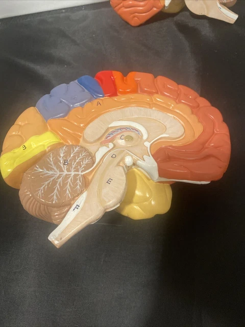 MEDICAL ANATOMICAL HUMAN Brain Model Anatomy Cerebral Cortex Brain ...