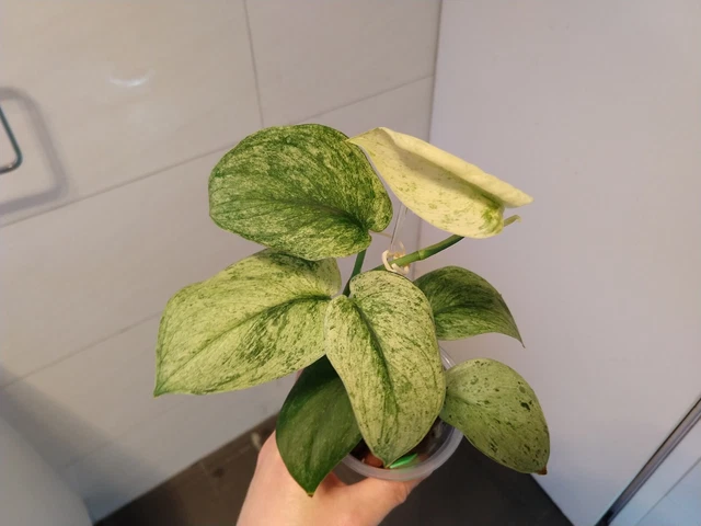 SCINDAPSUS JADE SATIN WHITE MINT variegated (B, plant w/8 leaves+1shoot ...