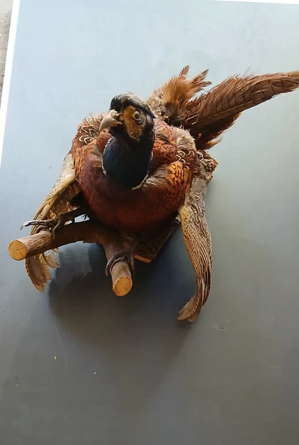TIERPRÄPARAT FASAN, HAHN, Fasanenhahn, Jagdfasan, Jagd, Trophäe, Deko ...