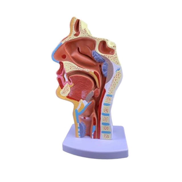 Human Nasal Cavity Throat Pathology Model £25 34 Picclick Uk