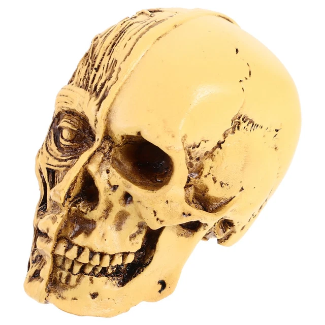 HUMAN SKULL MODEL Anatomy Skull Model Medical Display Skull Prop £12.89 ...