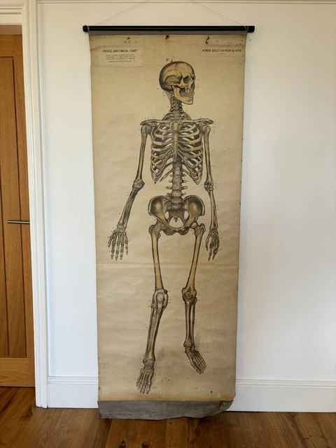 ANTIQUE FROHSE ANATOMICAL Chart Skeleton Medical £199.00 - PicClick UK