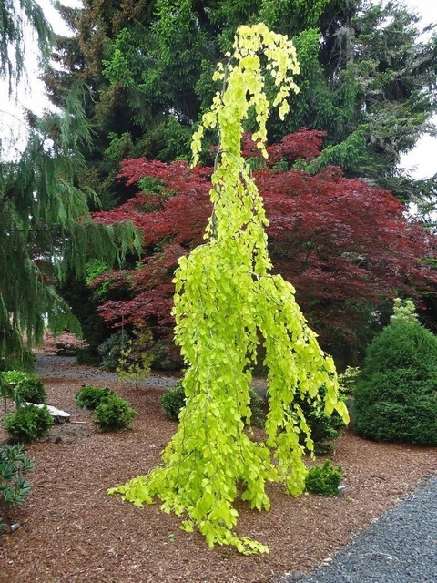 FAGUS SYLVATICA AUREA Pendula. Rare Weeping Golden Beech. Garden or ...