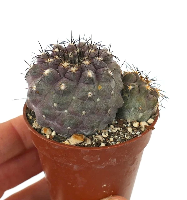 COPIAPOA COLUMNA-ALBA X Hypogaea & copiapoa cinerea We - We no ...