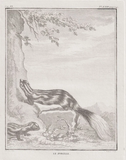STRIPED ZORILLA POLECAT zorille Kupferstich engraving gravure Buffon ...