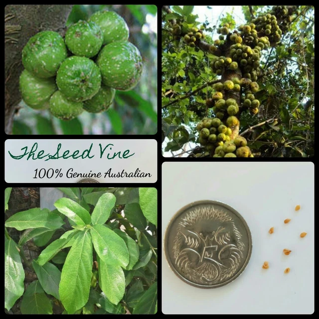 20+ HAIRY FIG TREE SEEDS (Ficus hispida) Rare Native Fruit Birds Shade ...