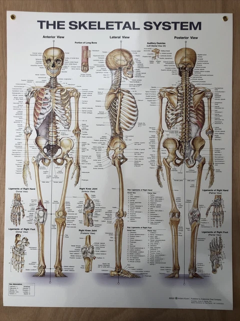 (LAMINATED) SKELETAL SYSTEM Poster (66X51Cm) Anatomical Chart Skeleton ...