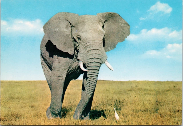 ELEPHANT AFRICAN WILD Life Unused Vintage Sapra Studio Postcard C2 $9. ...