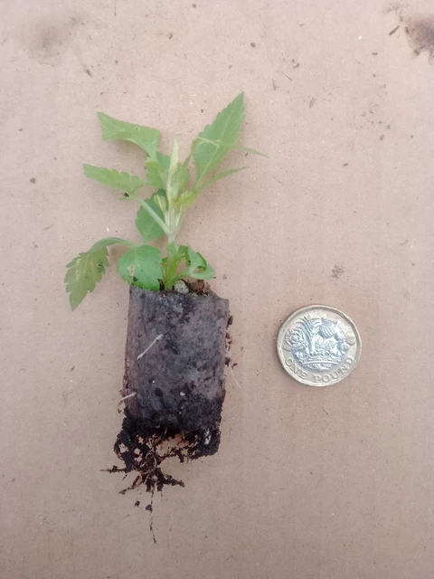 6 MALVA ZEBRINA Hardy Mallow Perennial Plug Plants £5.95 - PicClick UK