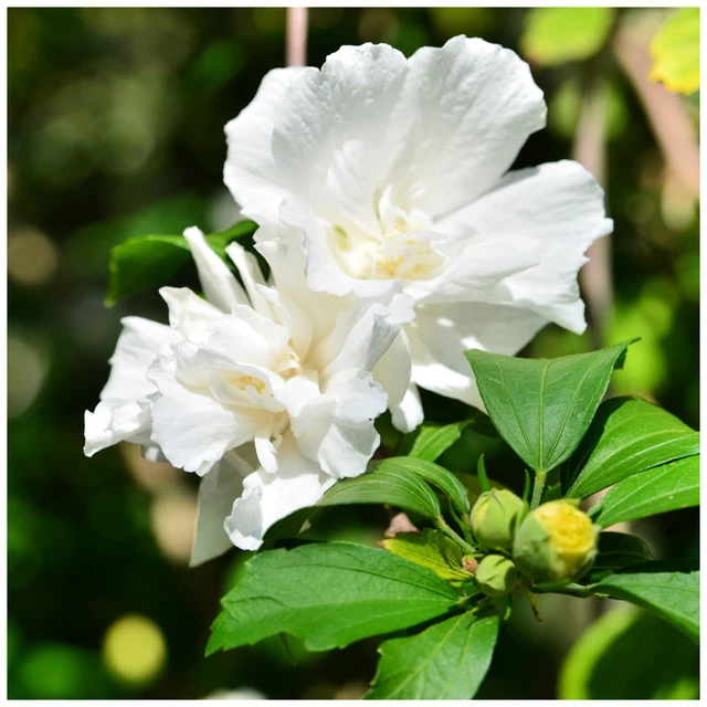 Hibiscus Syriacus Jeanne Darc Rose Of Sharon 2l Pot Double White