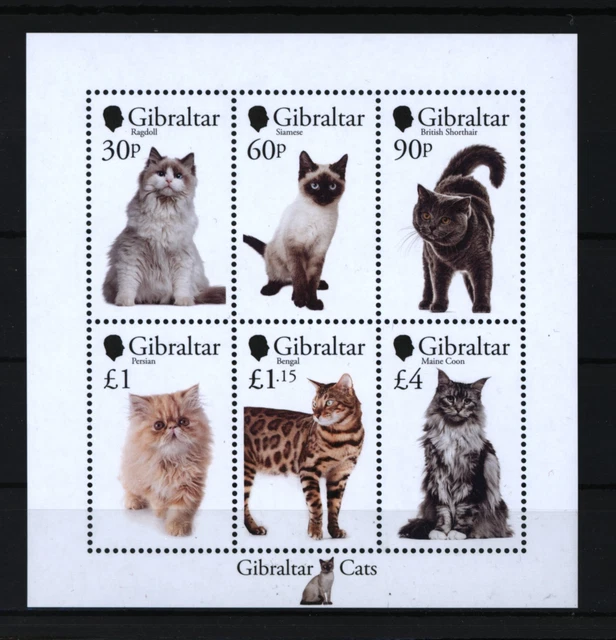 GIBRALTAR 2025 - Cats - Persian Cat Siamese Cat Ragdoll Shorthair ...