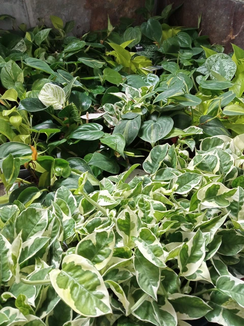 LOT 4 POTOS Assortiment De Suspendue Potho Scindapsus Pictus Plante ...