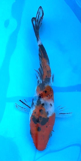 JAPANESE KOI CARP SALE *SANKE* c17CM *MANO N*CONTACT FOR COURIER £17.99 ...