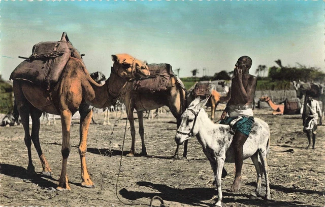 POSTCARD YEMEN ADEN Scene at Sheikh Othman Camels and Donkey £3.76 - PicClick UK