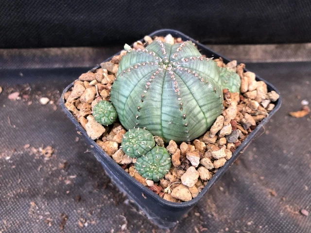 EUPHORBIA OBESA CACTUS Piante Grasse Agave Succulente 6302 EUR 19,90 ...