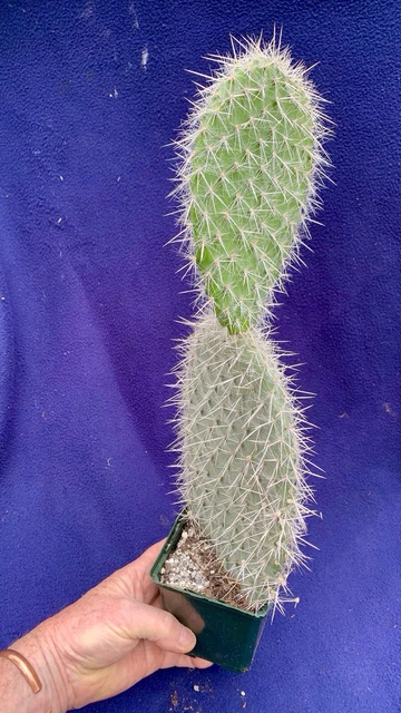 LARGE OPUNTIA PLANTS - Opuntia Pailana - Appox 36cm Tall £8.26 ...