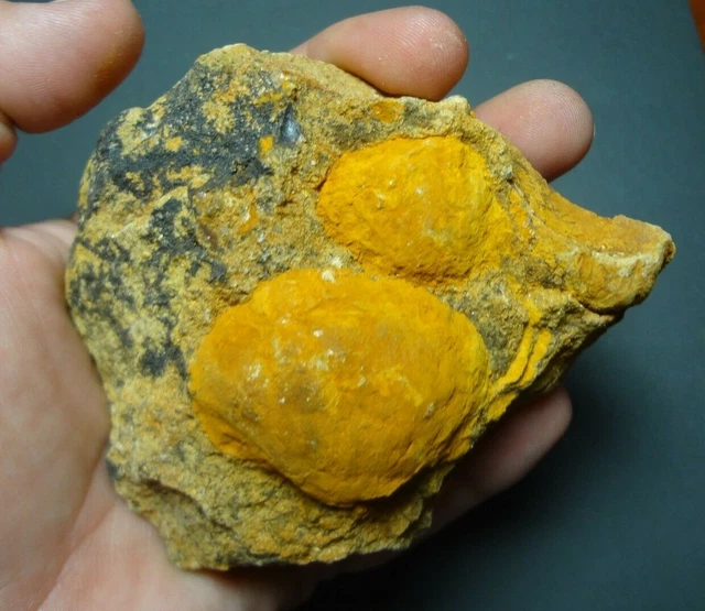 FOSSIL SPECIMEN BRACHIOPOD Clam in Matrix Collectable lapidary Permian ...