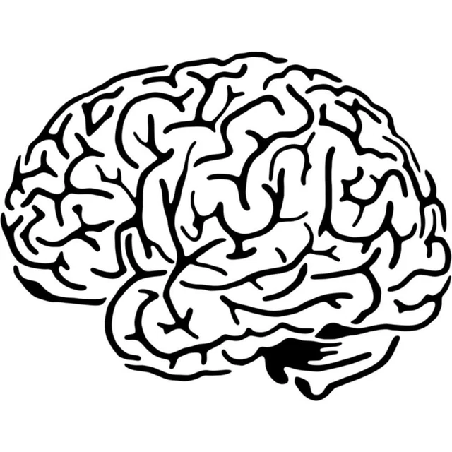 'HUMAN BRAIN' WALL Stencils / Templates (WS019209) $8.99 - PicClick CA