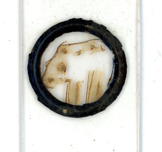 Antique Glass Microscope Slide Marrow Sieve Tubes Sample 73 £9 99