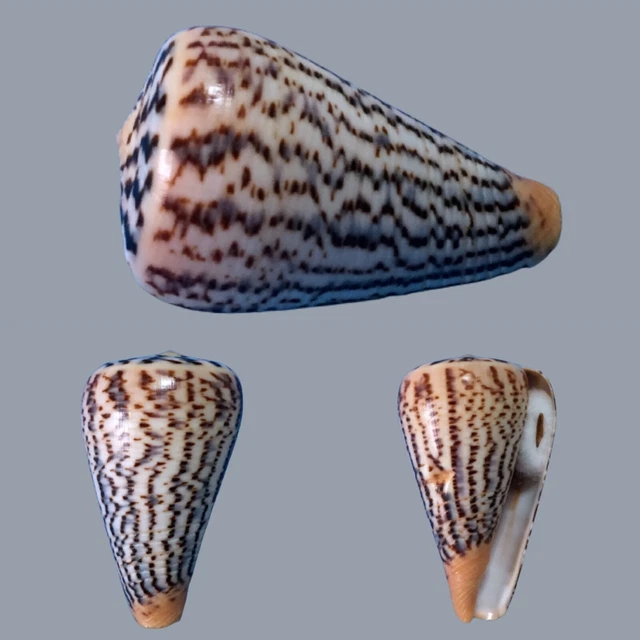 CONIDAE, CONUS SURATENSIS, Negros, Philippines, 65,4 mm, SPECIAL COLOR ...