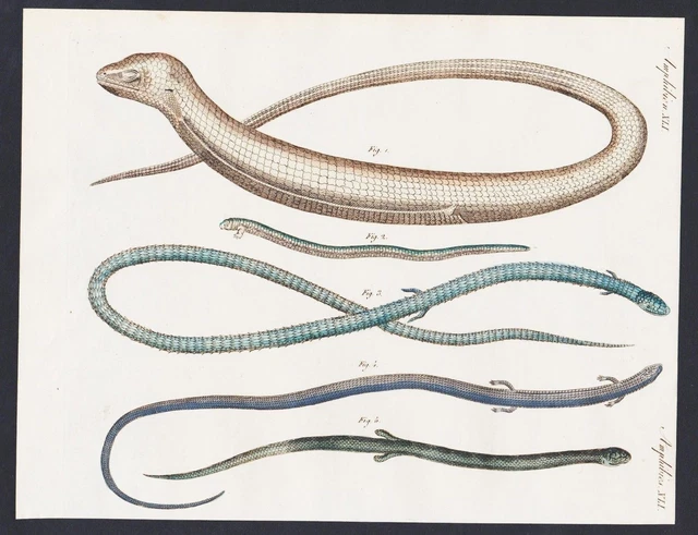 SHELTOPUSIK BIPES LACERTA lizards Eidechsen engraving antique print ...