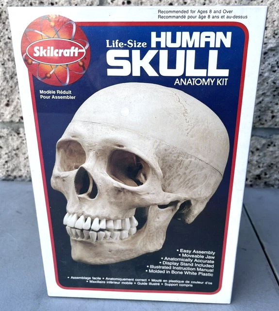 NEW 1996 VINTAGE Skilcraft Life-Size Human Skull Anatomy Model Kit No ...