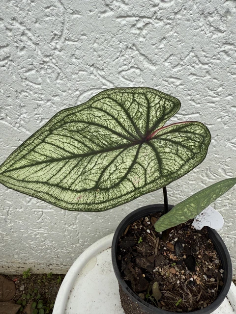 CALADIUM 🌻 😍 🍃 $15.00 - PicClick AU