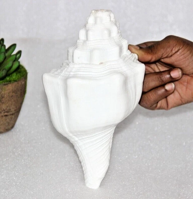 VINTAGE DAKSHINAVARTI LORD Krishna Puja Worship White Conch Right ...