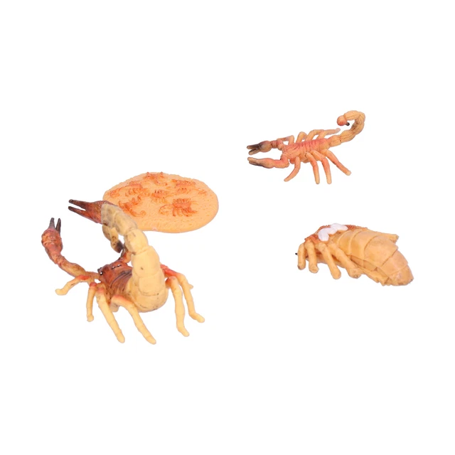 SCORPION GROWTH STAGE Models Plastic Scorpion Educational Toys Lifelike ...