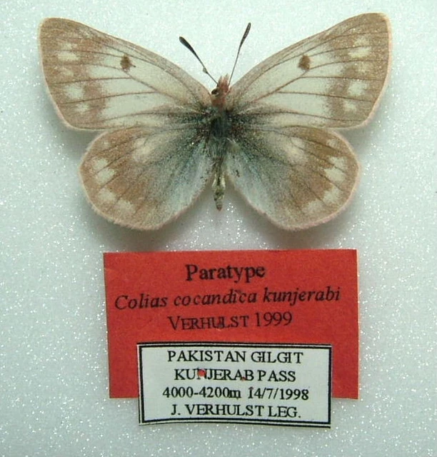PARATYPE PARATYPUS C. cocandica kunjerabi Butterfly. Pakistan. Rare ...
