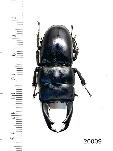 LUCANIDAE DORCUS COLEOPTERA beetles dynastes Lucanus dorcus yunnan $15. ...