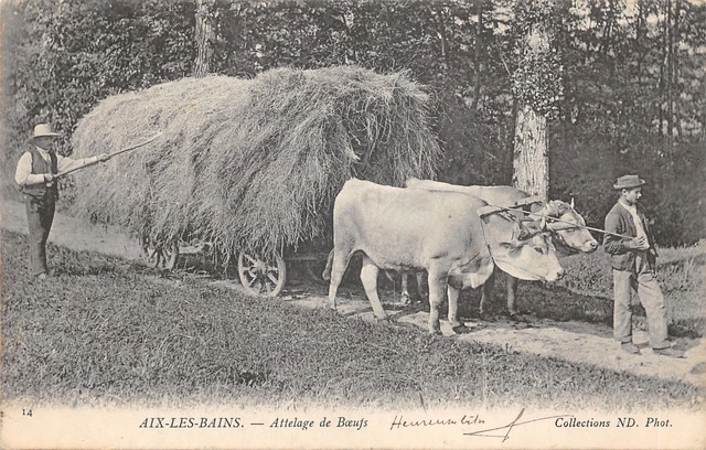 73-AIX LES BAINS-ATTELAGE De Bœufs-Transport Du Foin-N 6013-G/0027 EUR ...